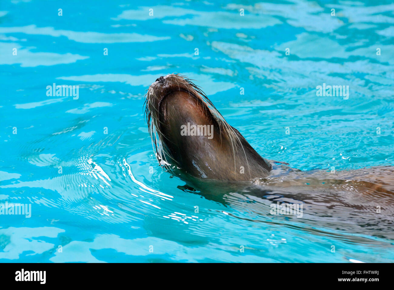 Sea lion swimming on its back Stock Photo - Alamy