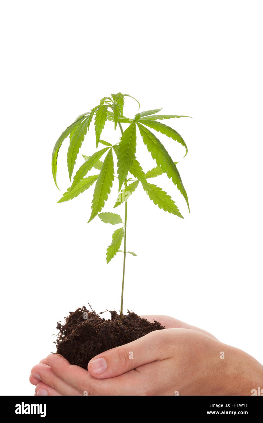 Male cannabis plant hi-res stock photography and images - Alamy