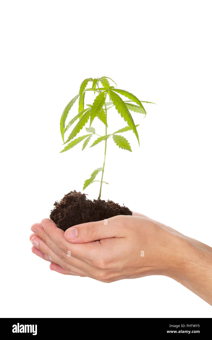 Dealing cannabis hi-res stock photography and images - Alamy