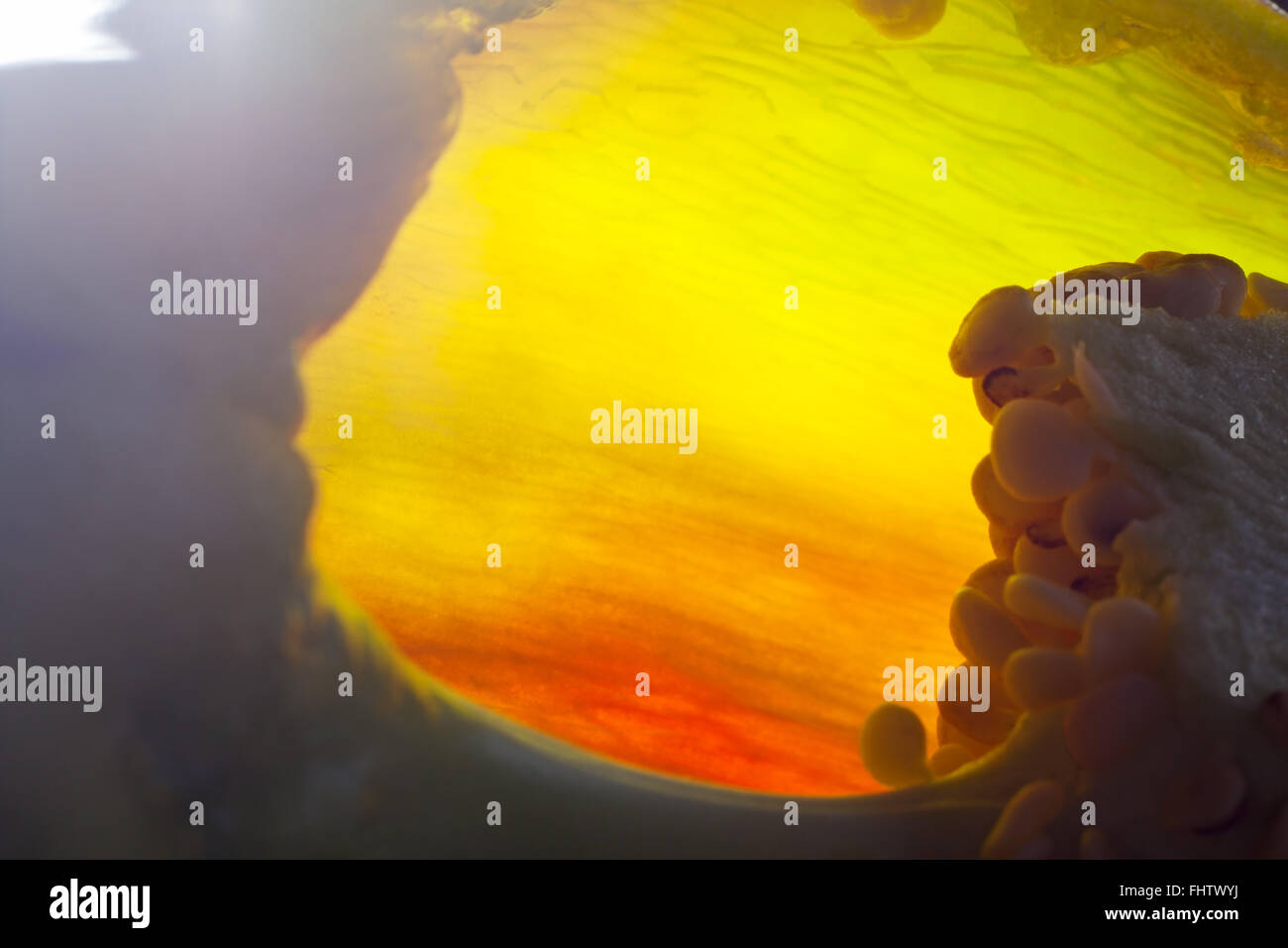 Cross section of pepper plant stem hi-res stock photography and images ...