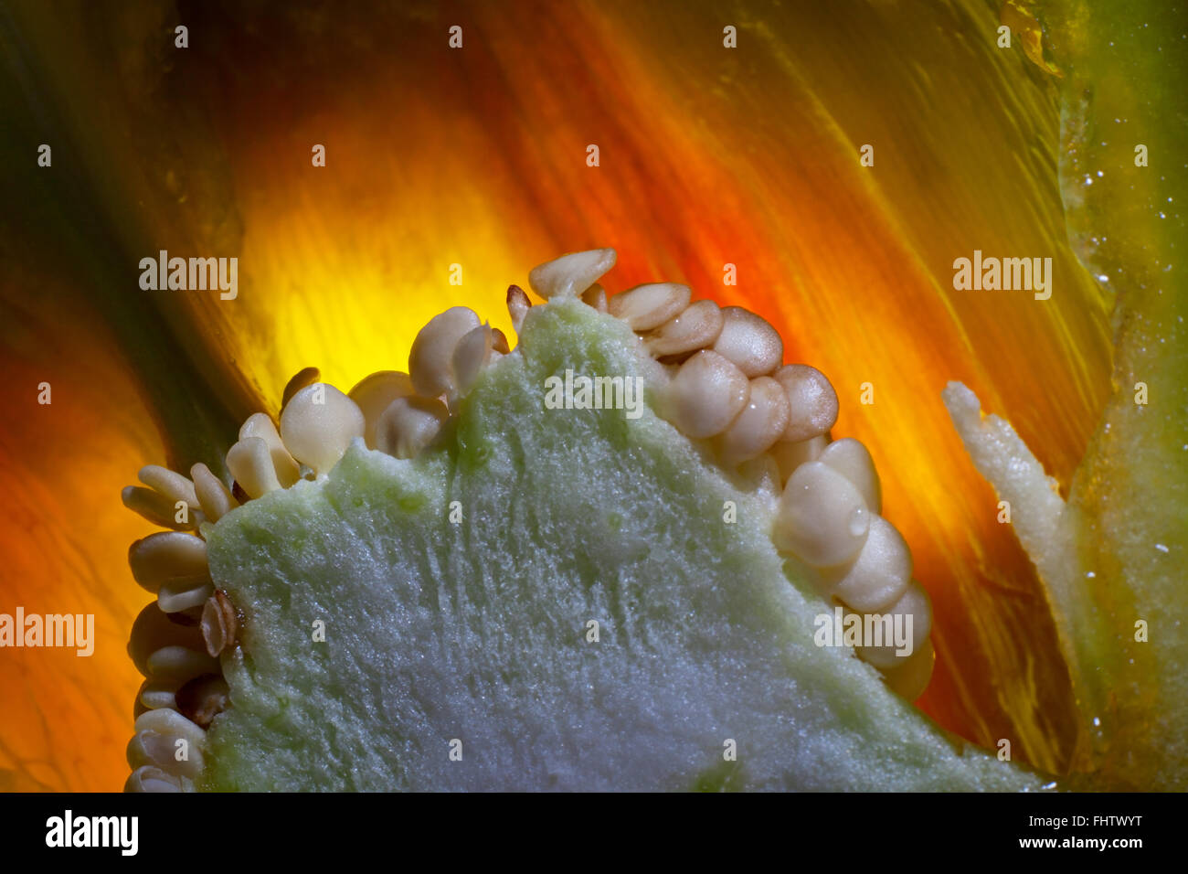 Cross section of pepper plant stem hi-res stock photography and images ...