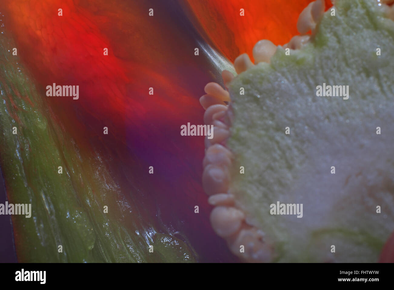 Cross section of pepper plant stem hi-res stock photography and images ...