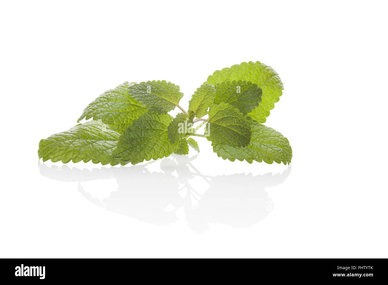Melissa, balm mint Stock Photo - Alamy