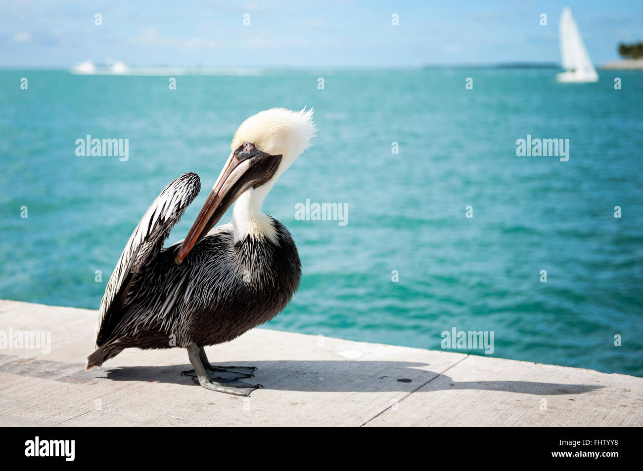 Pelican pier hi-res stock photography and images - Alamy