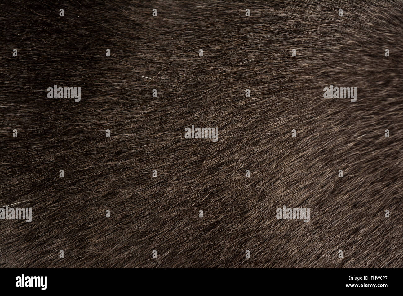 closeup of grey fur on a Russian blue cat Stock Photo - Alamy