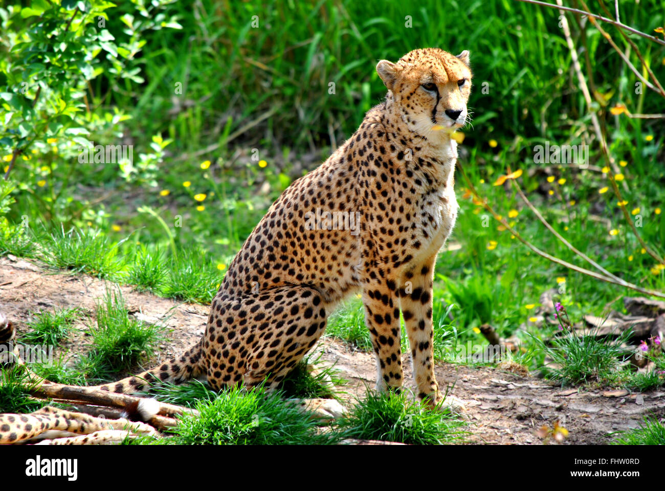 Cheetah Latin name Acinonyx jubatus Stock Photo - Alamy