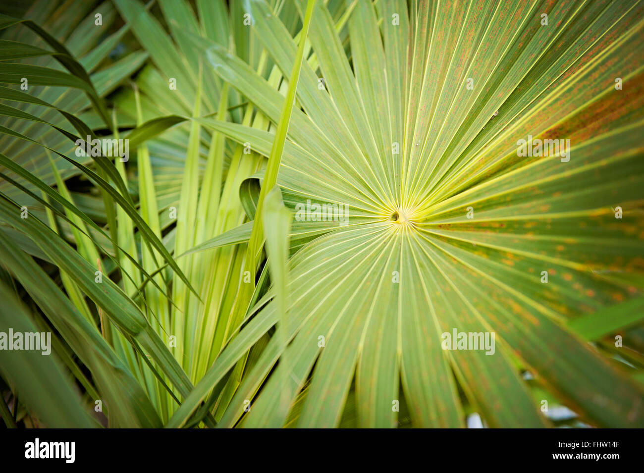 Palm pattern hi-res stock photography and images - Alamy