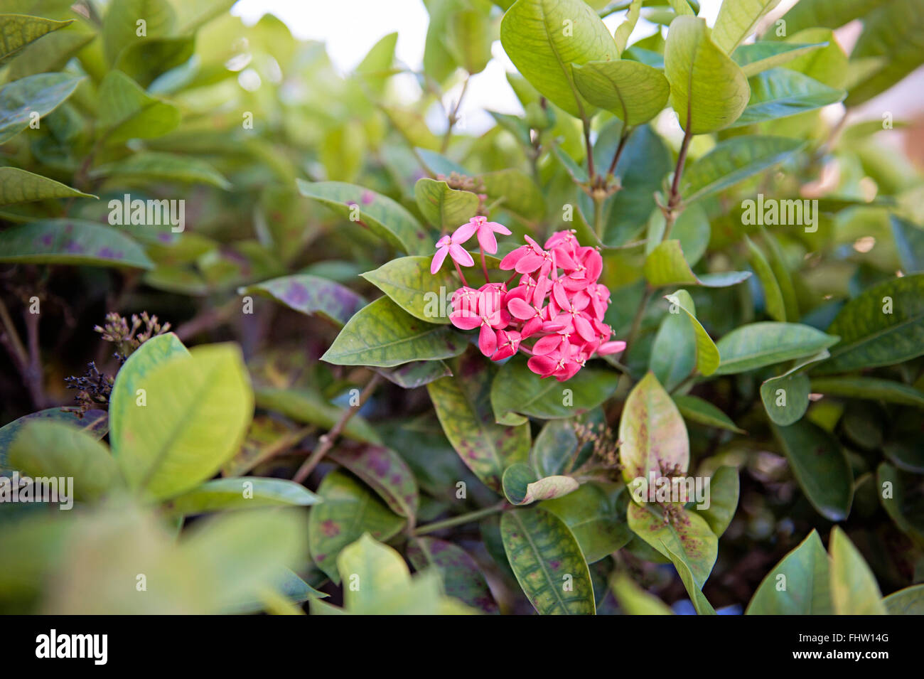 Flower key west hi-res stock photography and images - Alamy