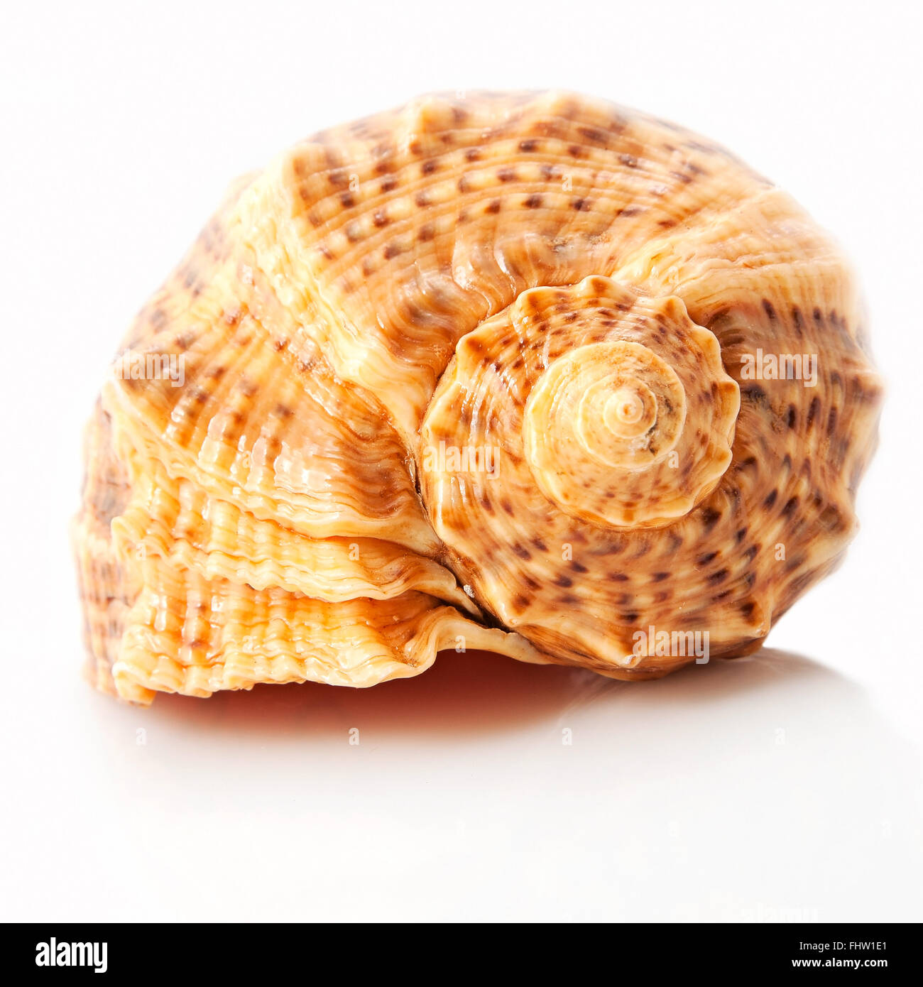 Conch shell fibonacci hi-res stock photography and images - Alamy