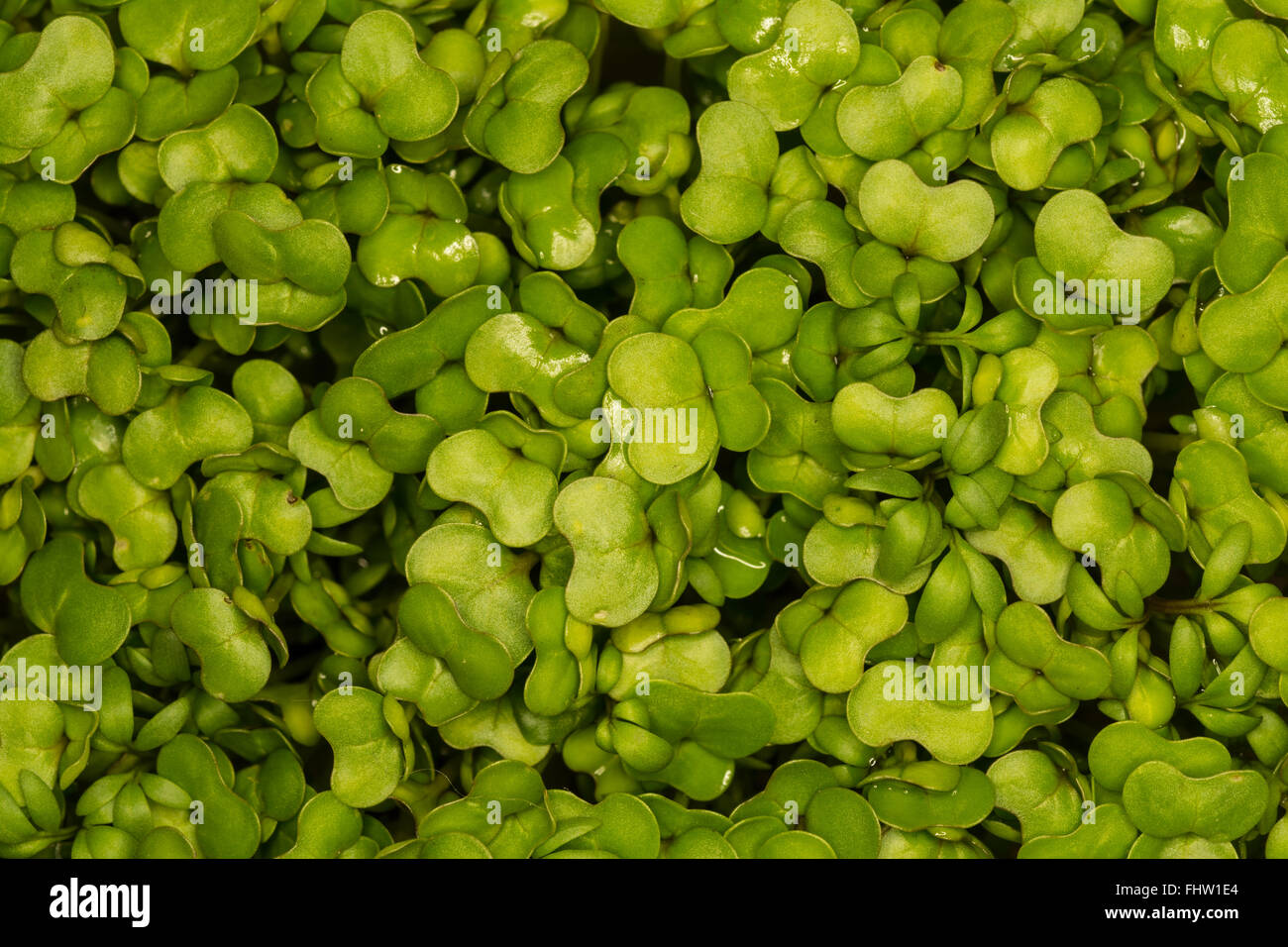 Cress leaf hi-res stock photography and images - Alamy