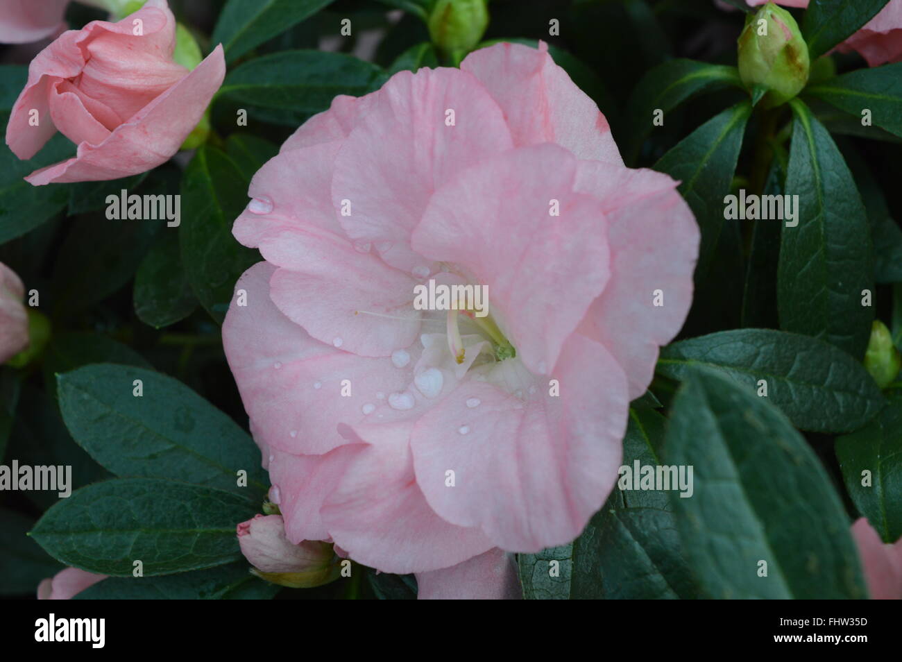Layers of rose petals hi-res stock photography and images - Alamy