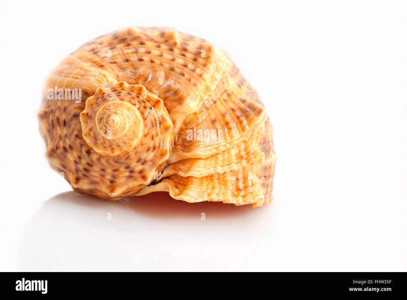 Conch shell fibonacci hi-res stock photography and images - Alamy