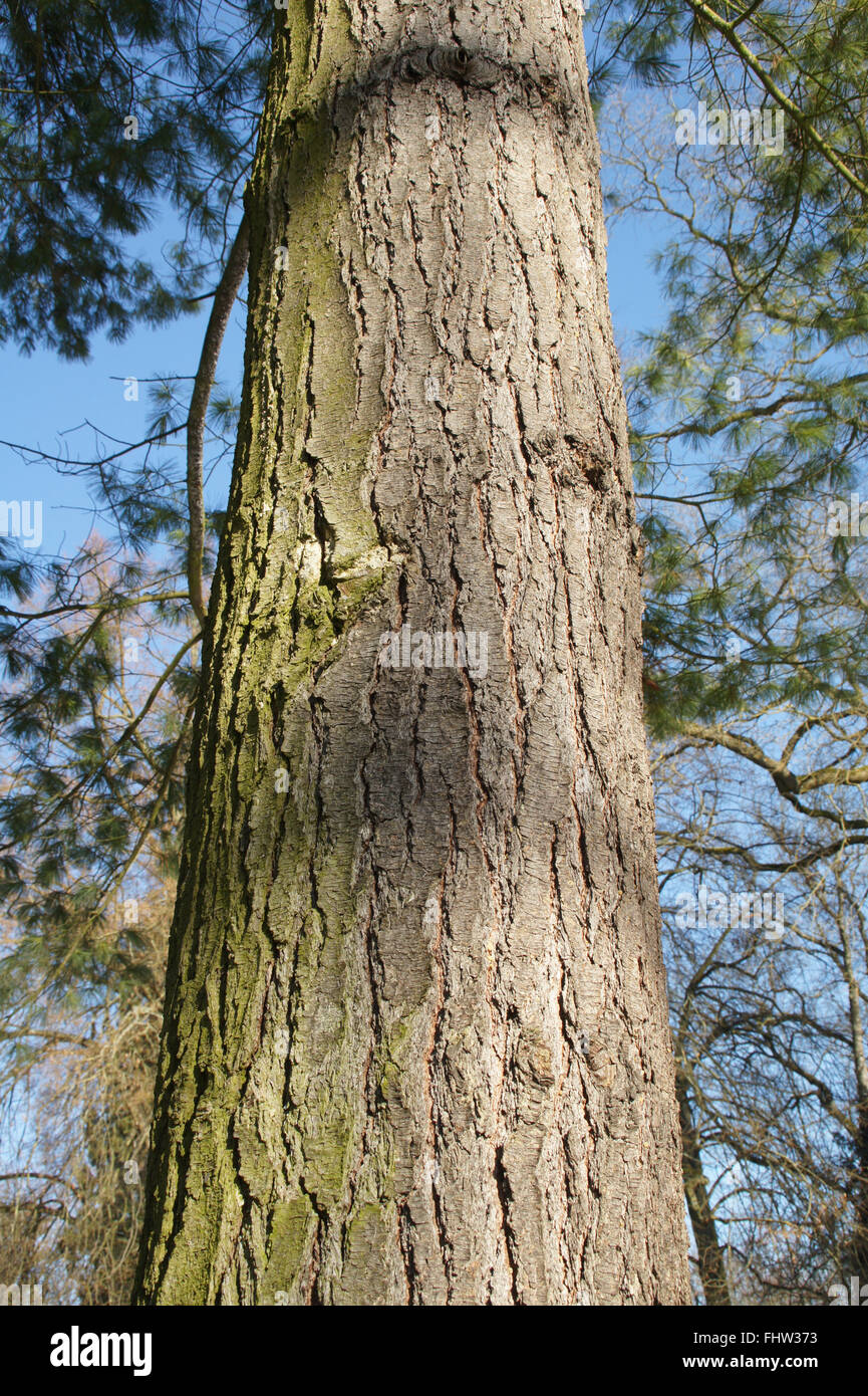 Northern white pine hi-res stock photography and images - Alamy