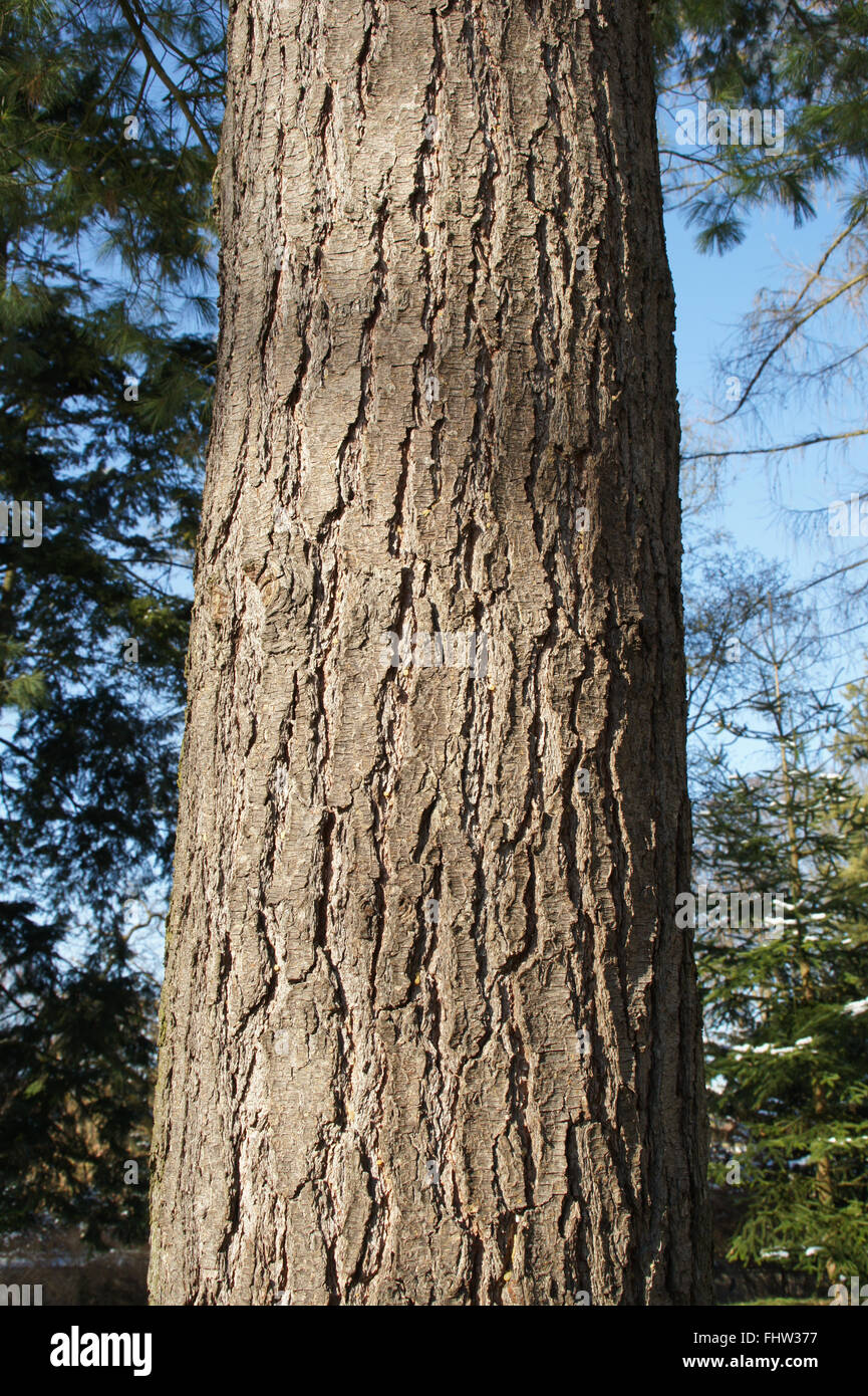 Eastern white pine pinus strobus hi-res stock photography and images ...