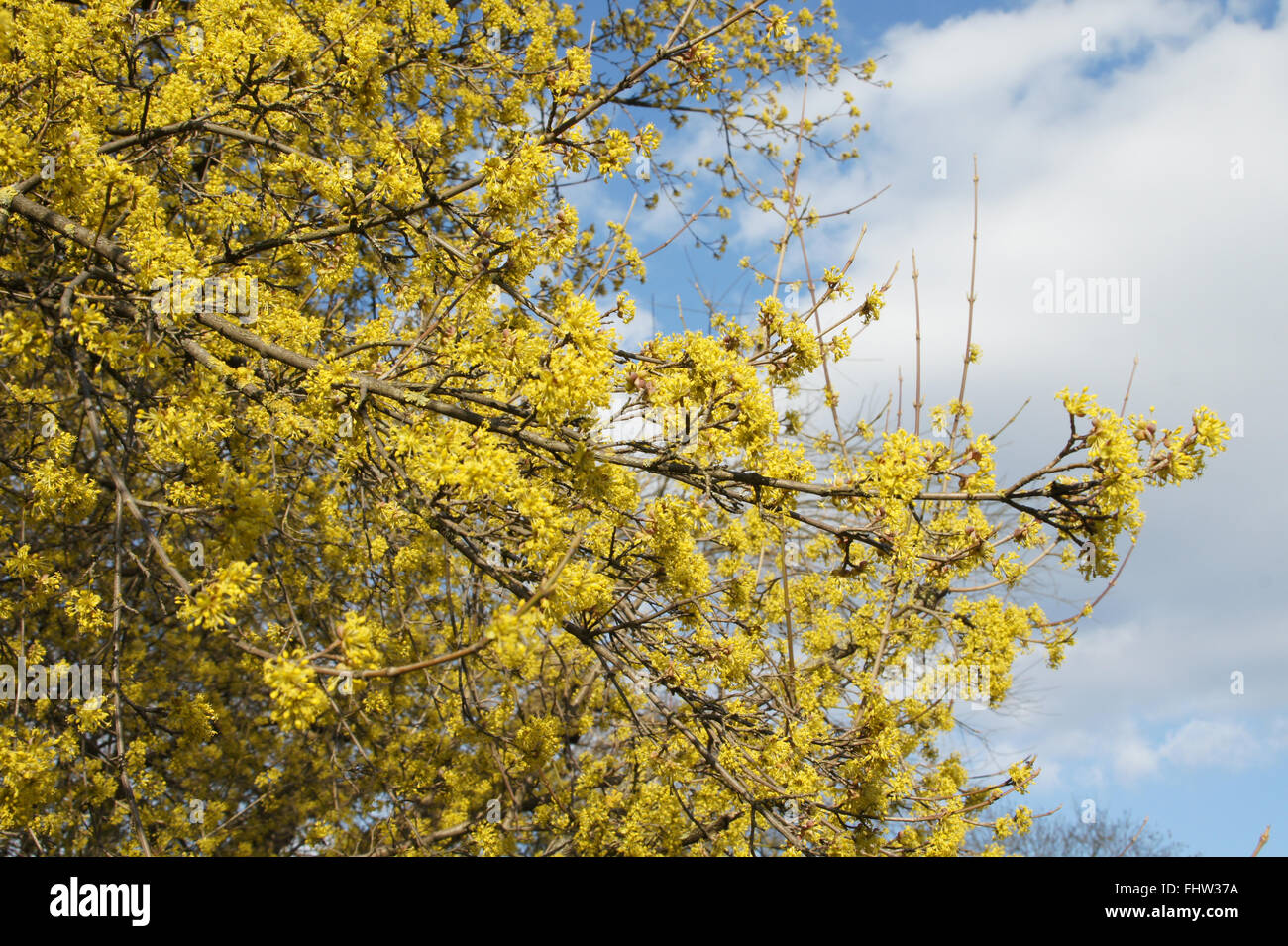 Cornus mas, European cornel Stock Photo - Alamy