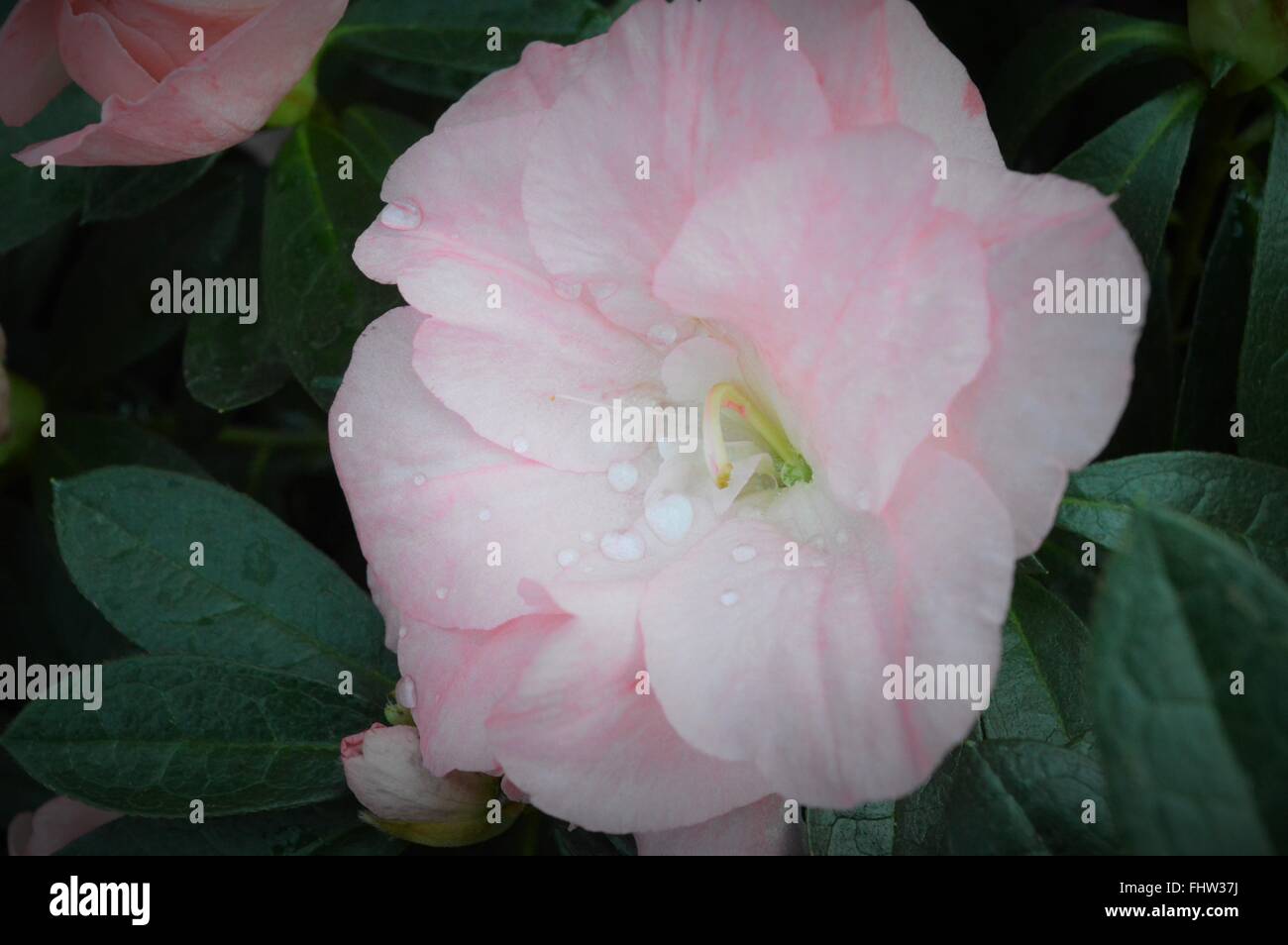 Rose garden center hi-res stock photography and images - Alamy