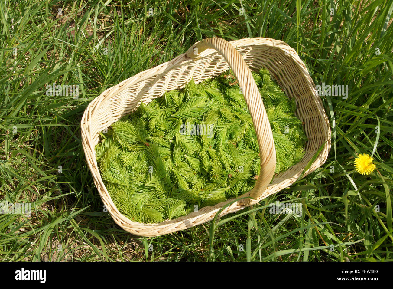 Spruce sprouts hi-res stock photography and images - Alamy