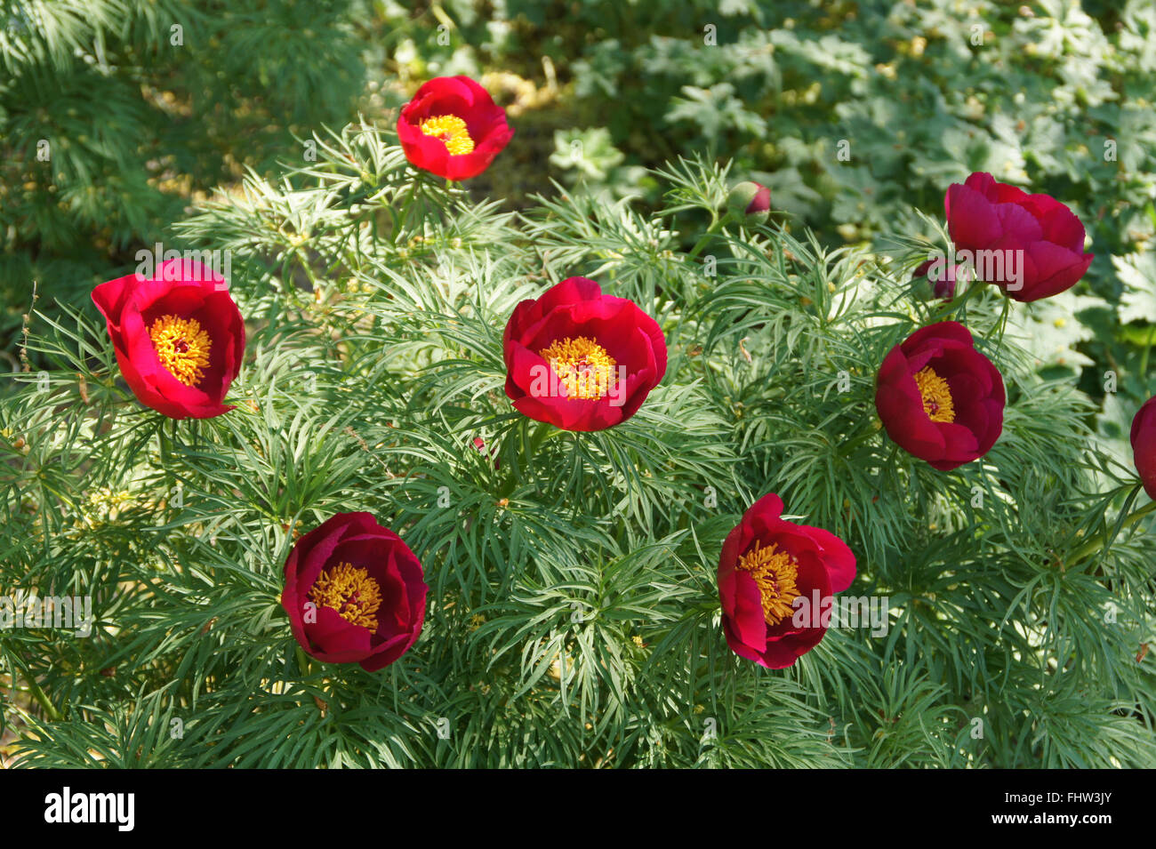 Paeonia tenuifolia, Fern-leaf peony Stock Photo - Alamy
