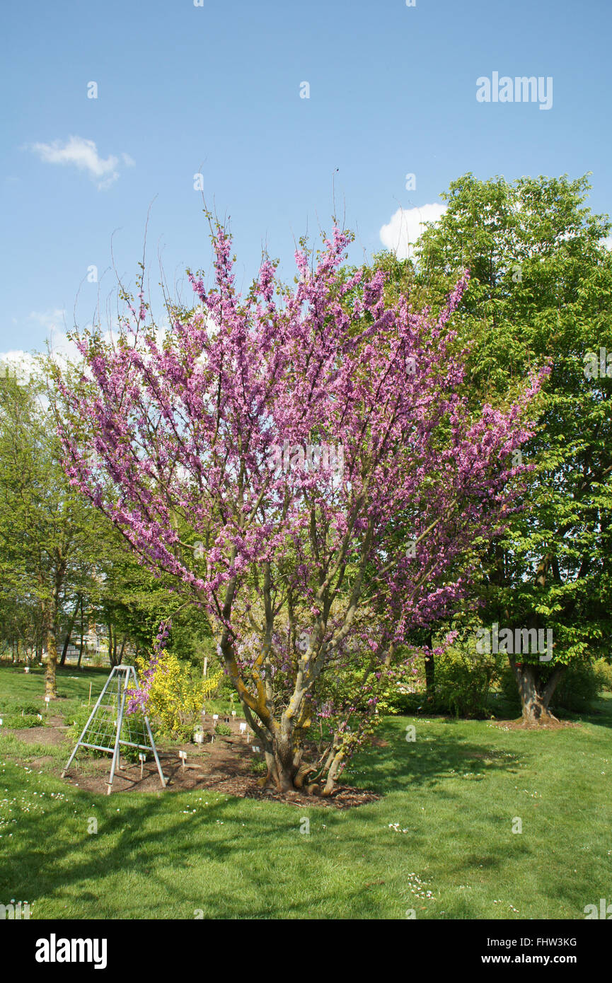 Cercis siliquastrum, Judas tree Stock Photo - Alamy