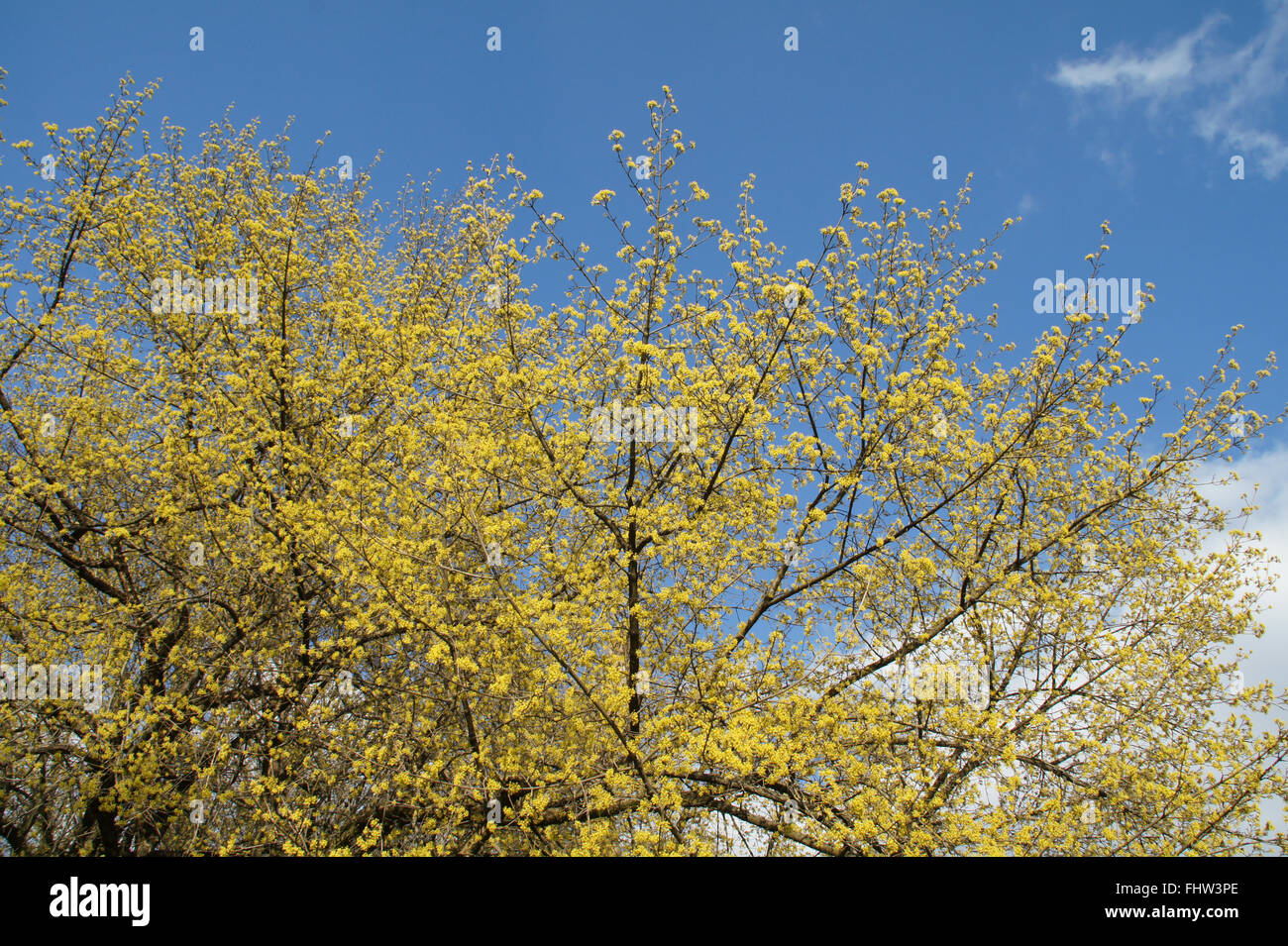 Cornus mas, European cornel Stock Photo - Alamy