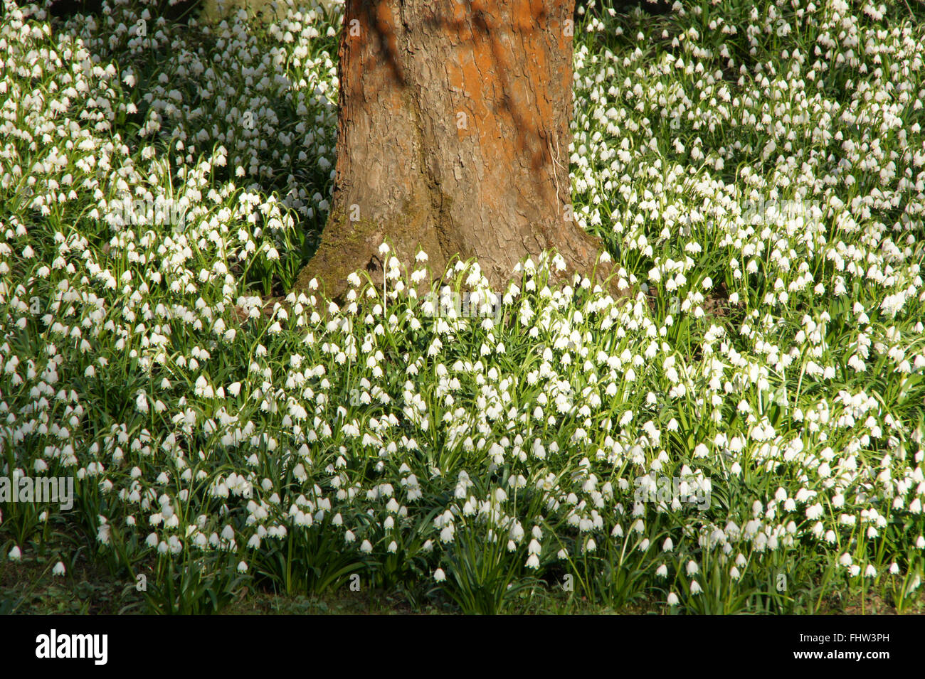 Leucojum vernum, Snowflake Stock Photo - Alamy