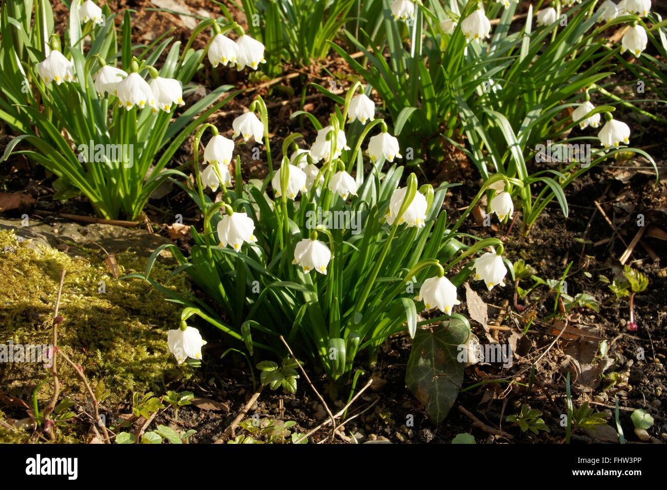 Leucojum vernum, Snowflake Stock Photo - Alamy