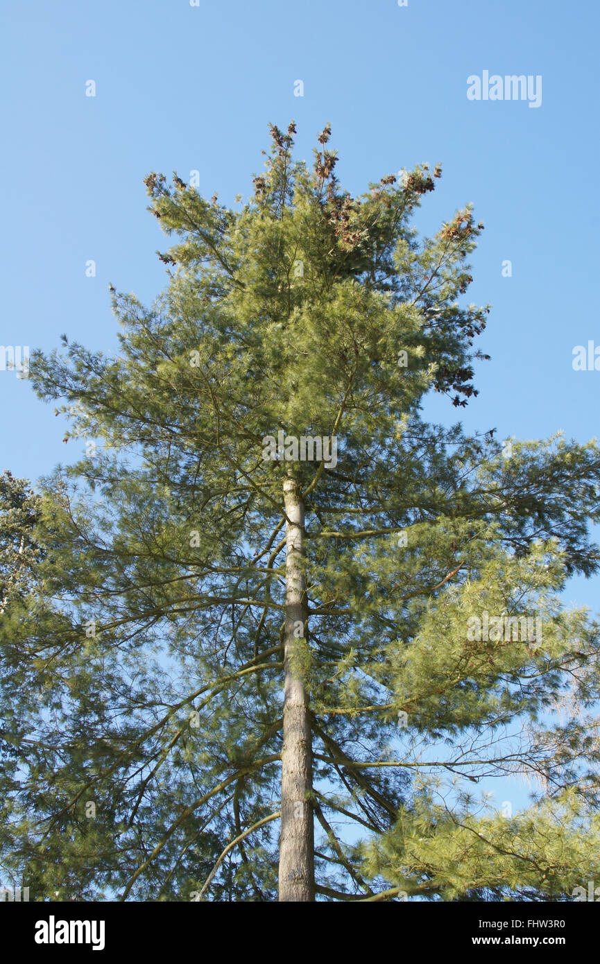 Pinus strobus, Eastern White Pine Stock Photo - Alamy