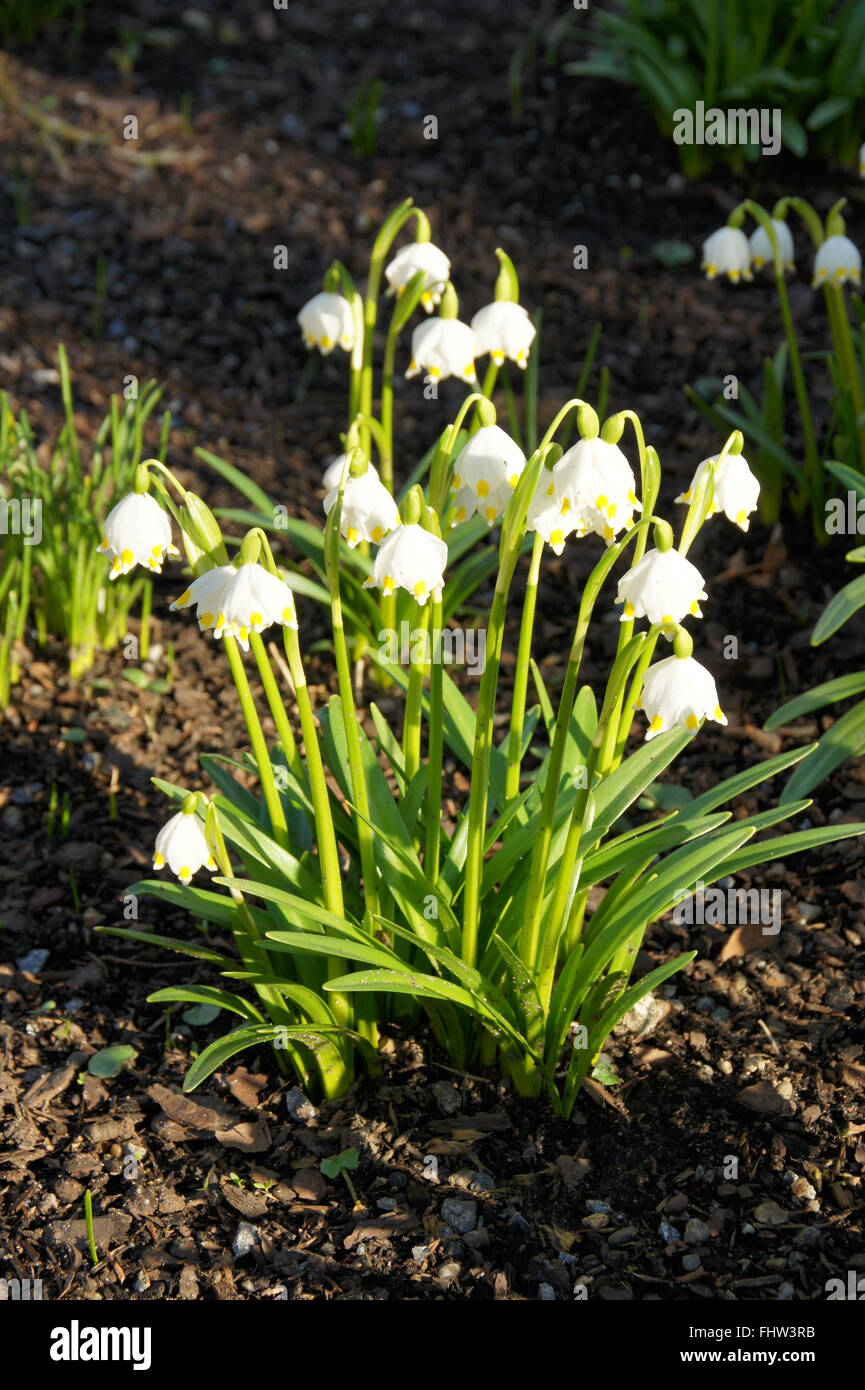 Leucojum vernum, Snowflake Stock Photo - Alamy