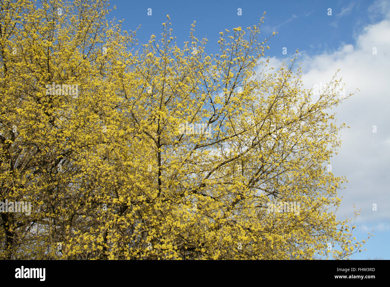 Cornus mas, European cornel Stock Photo - Alamy