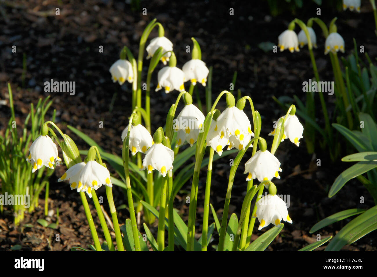Leucojum vernum, Snowflake Stock Photo - Alamy