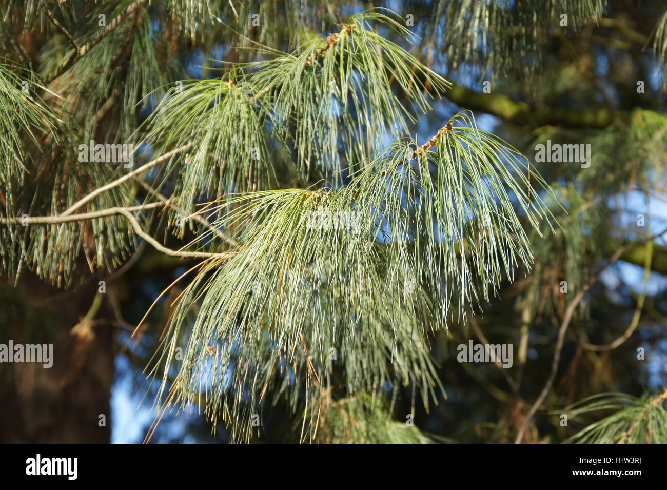 Pinus wallichiana hi-res stock photography and images - Alamy