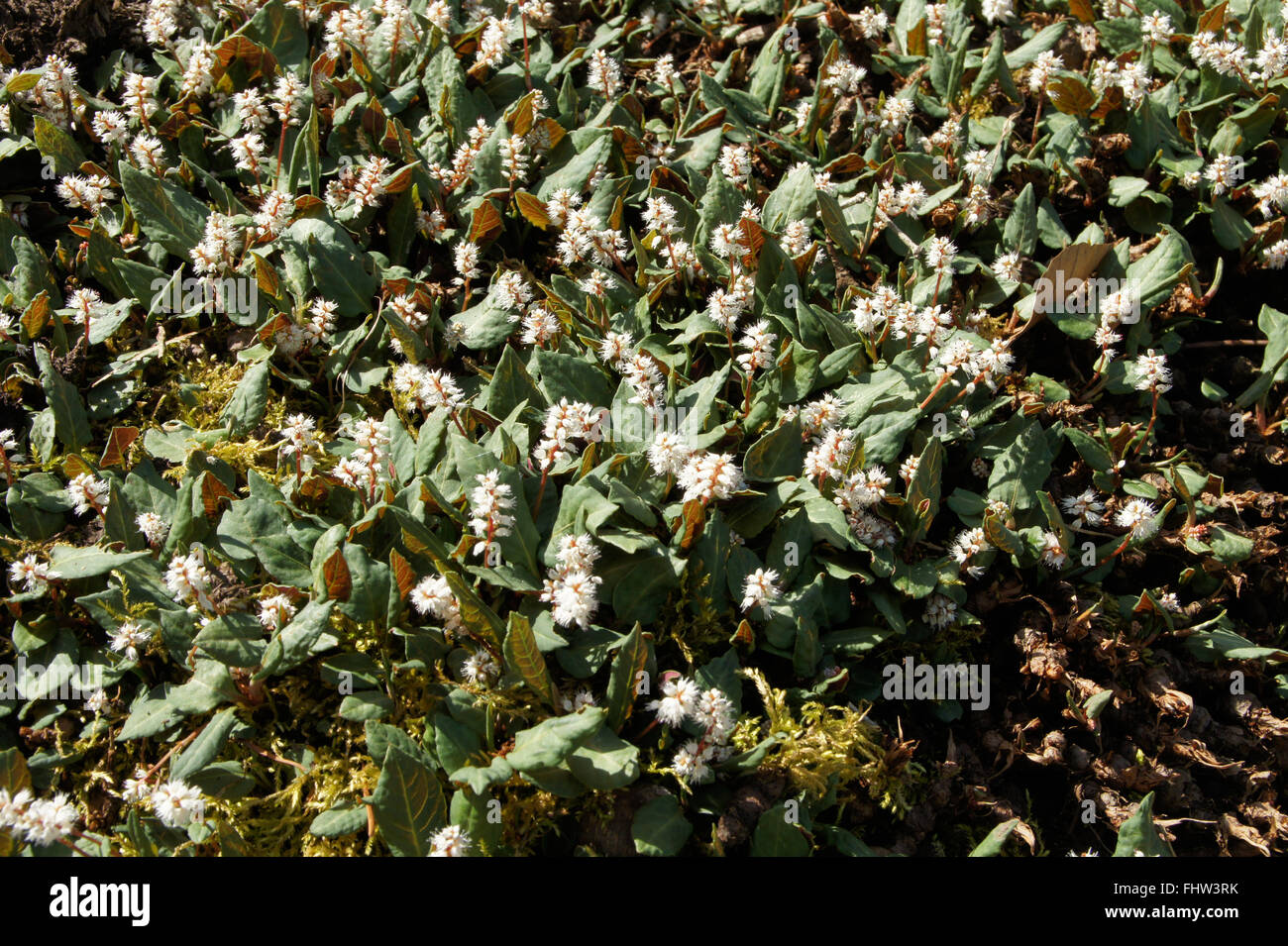 Polygonum tenuicaule, Knotweed Stock Photo - Alamy
