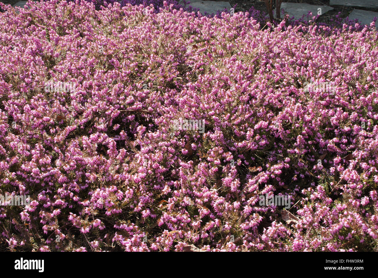 Erica carnea, Winter heath Stock Photo - Alamy