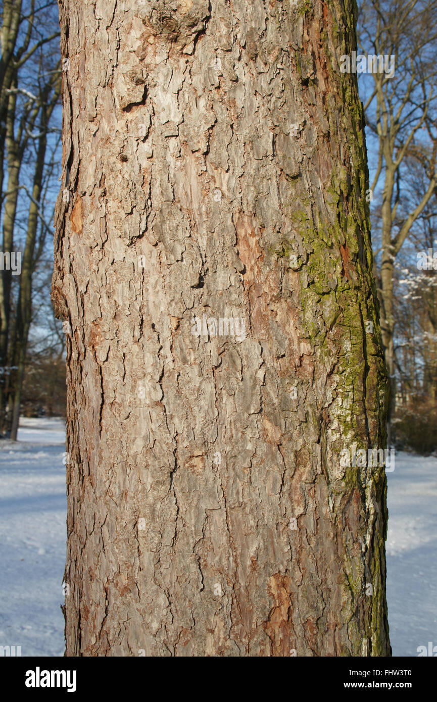 Golden larch hi-res stock photography and images - Alamy