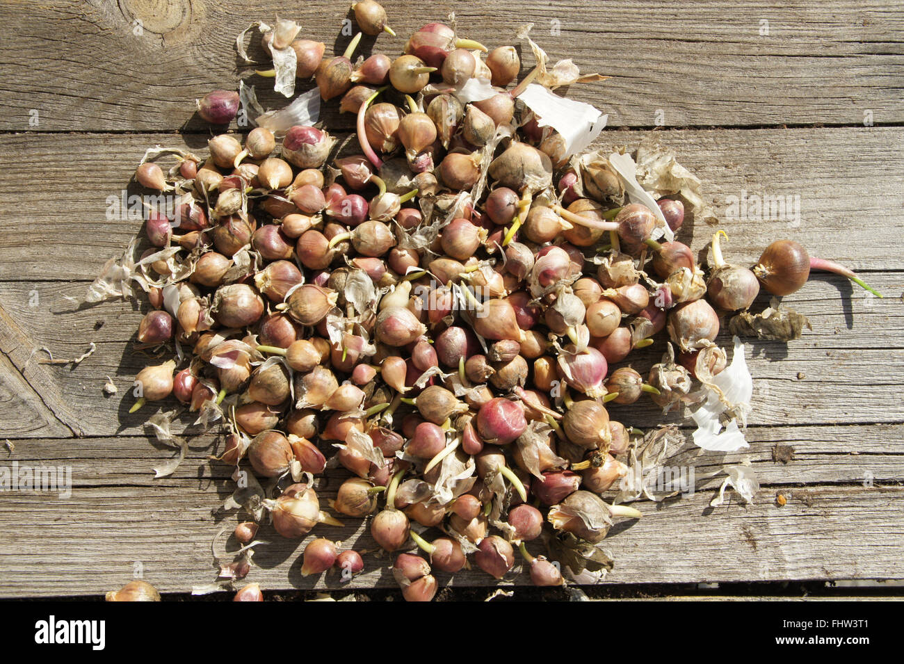 Allium Sativum Plant Plants High Resolution Stock Photography and ...