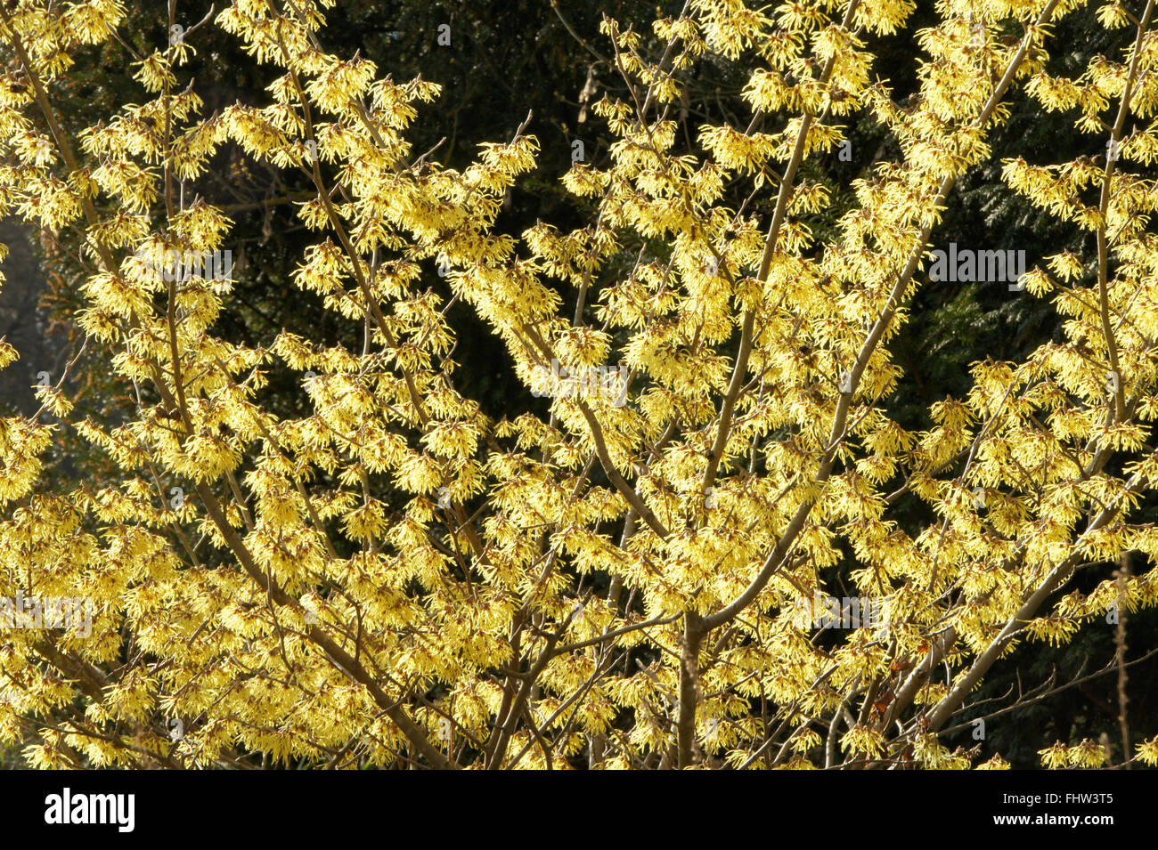 Hamamelis x intermedia, Witch Hazel Stock Photo - Alamy