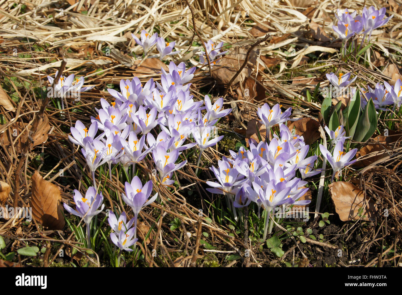 Crocus tommasinianus, Woodland crocus Stock Photo - Alamy