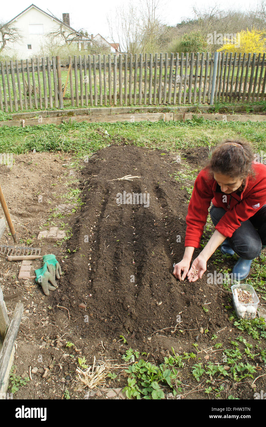 Laying garlic bulbs Stock Photo - Alamy