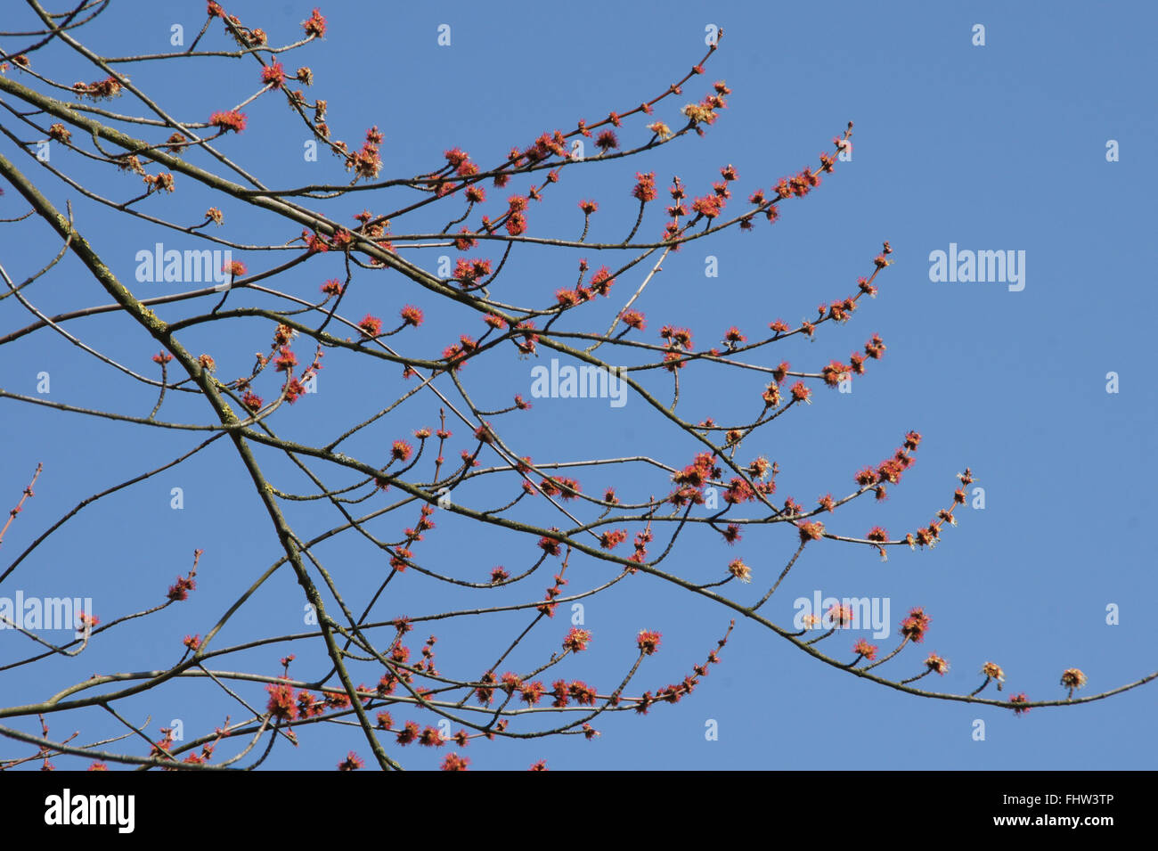 Silver maple trees hi-res stock photography and images - Alamy