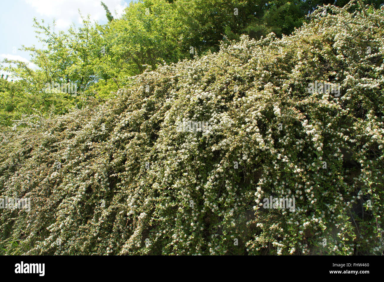 Cotoneaster dammeri hi-res stock photography and images - Alamy