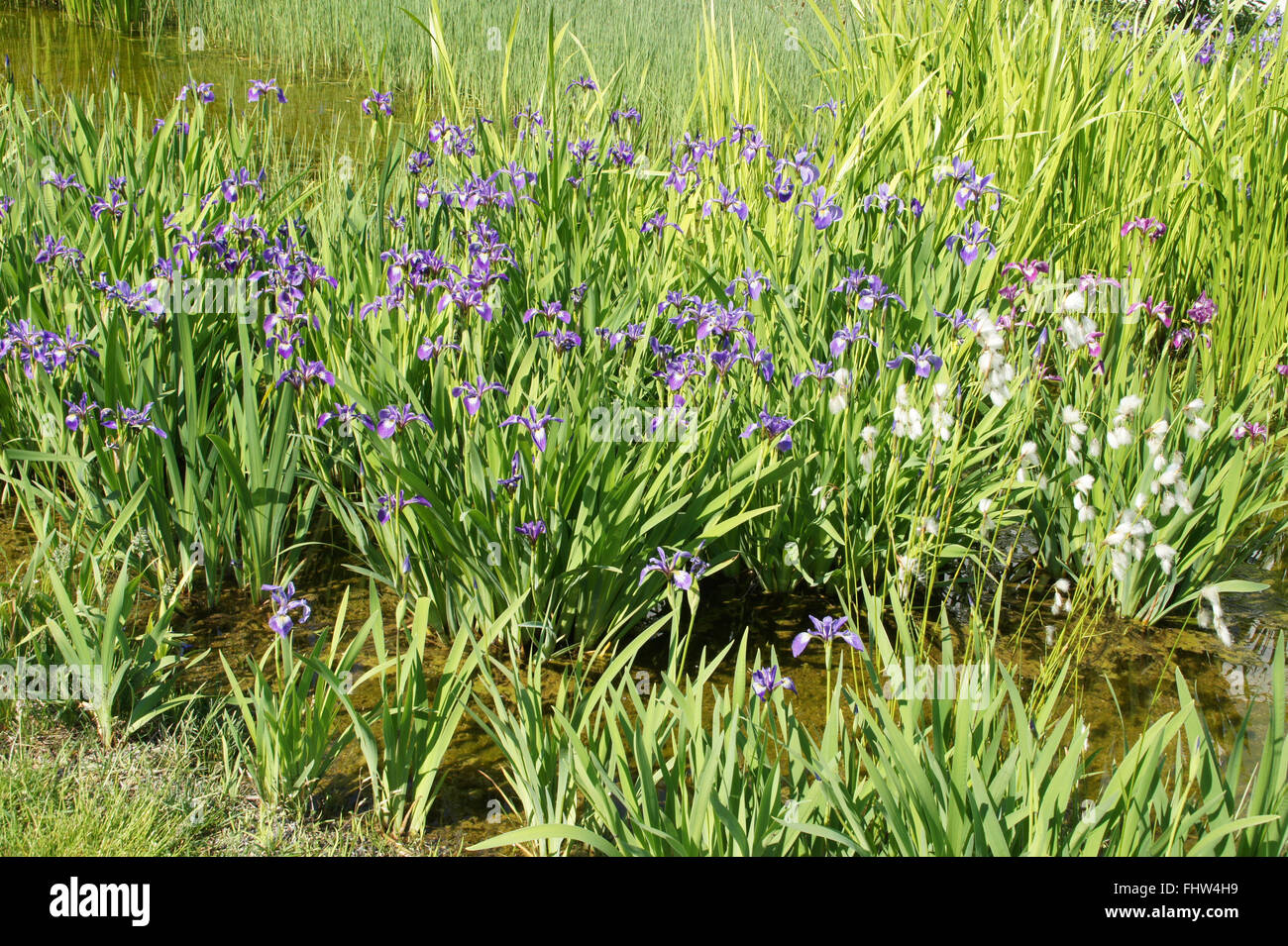 Iris versicolor hi-res stock photography and images - Alamy