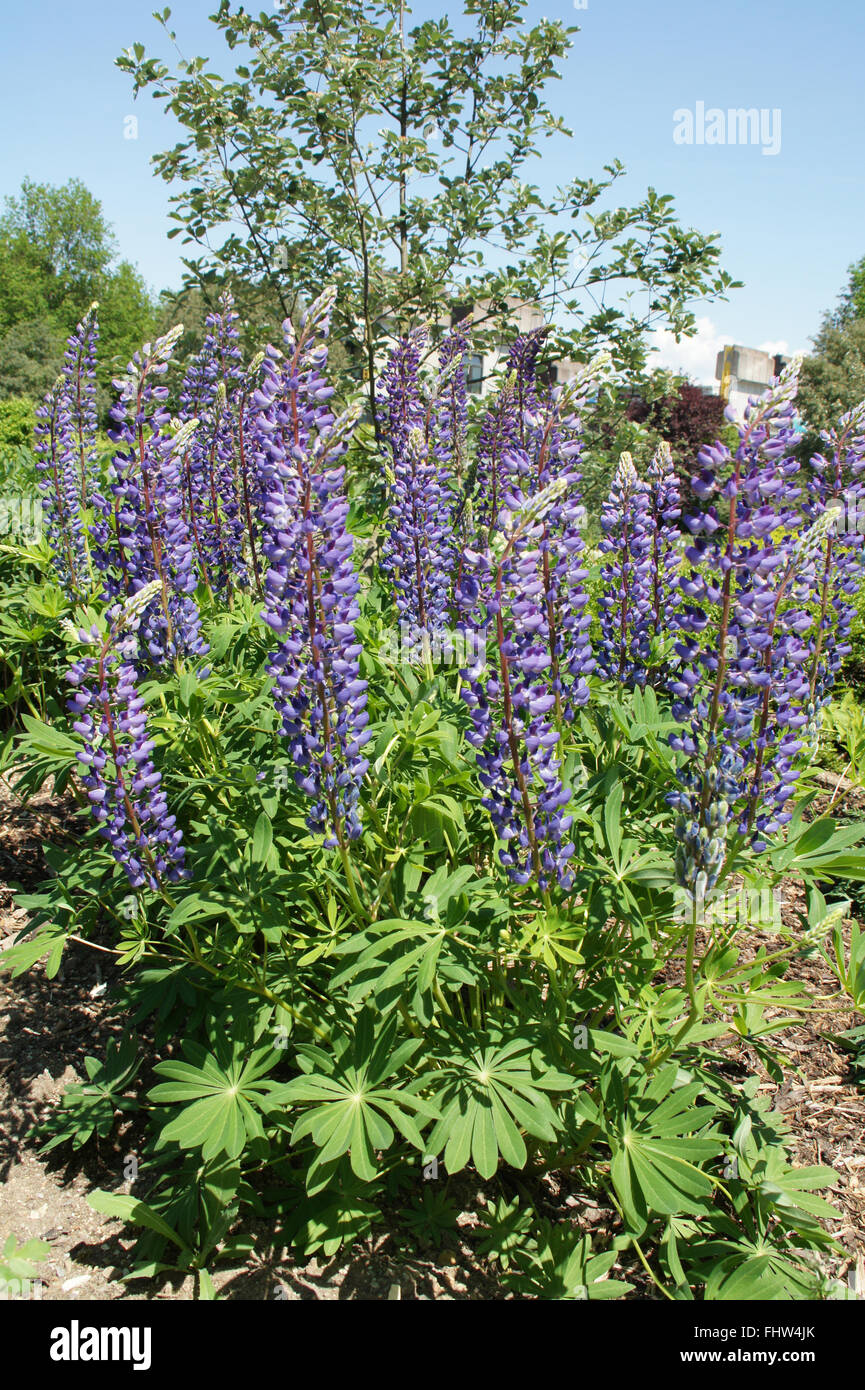 Lupinus polyphyllus, Lupin Stock Photo - Alamy