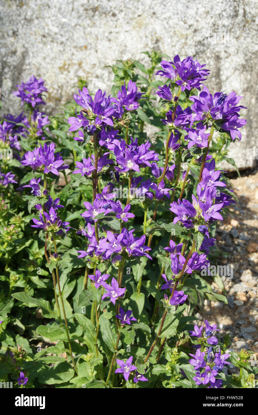 Campanula glomerata, Clustered bellflower Stock Photo - Alamy