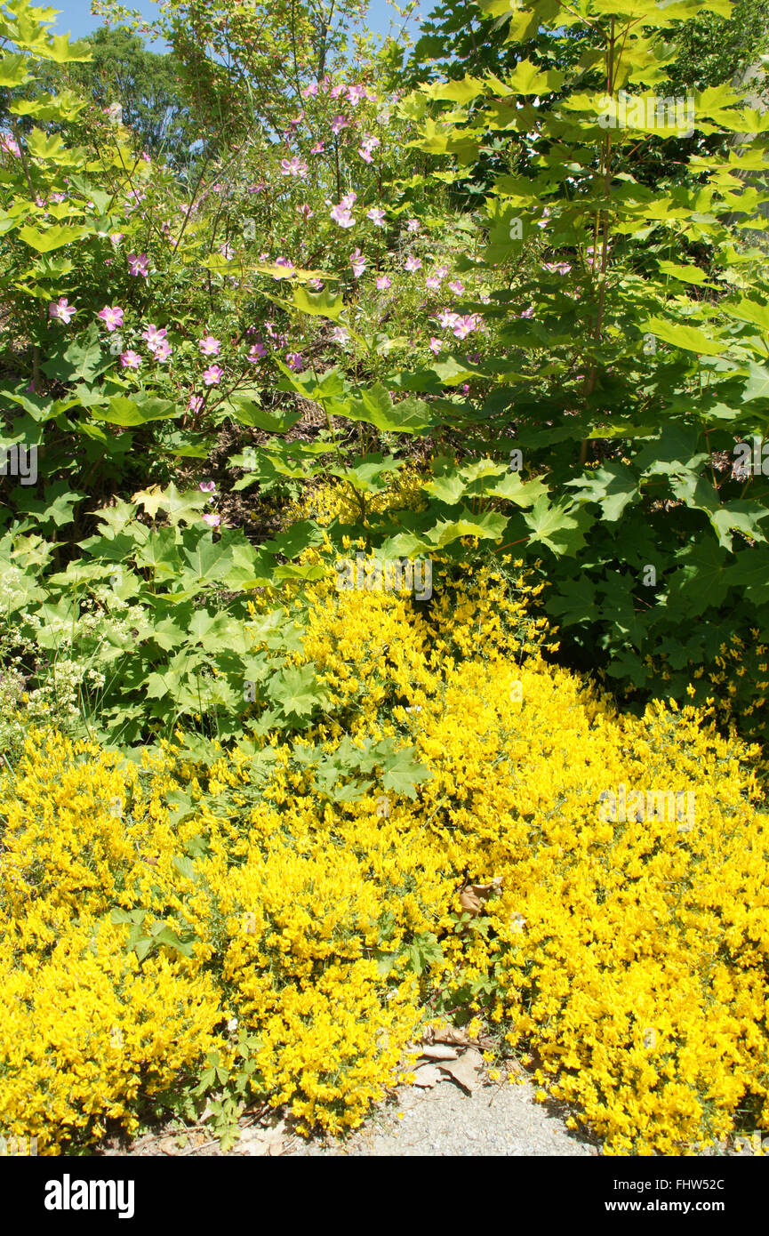 Genista lydia, Stone-broom Stock Photo - Alamy