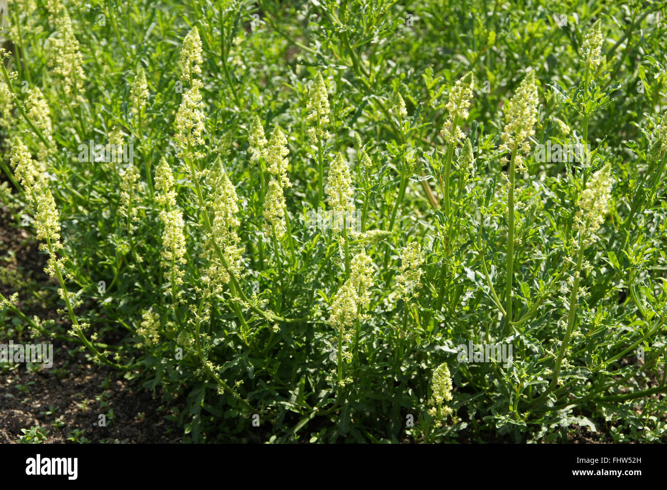 Reseda luteola, Yellow mignonette Stock Photo - Alamy