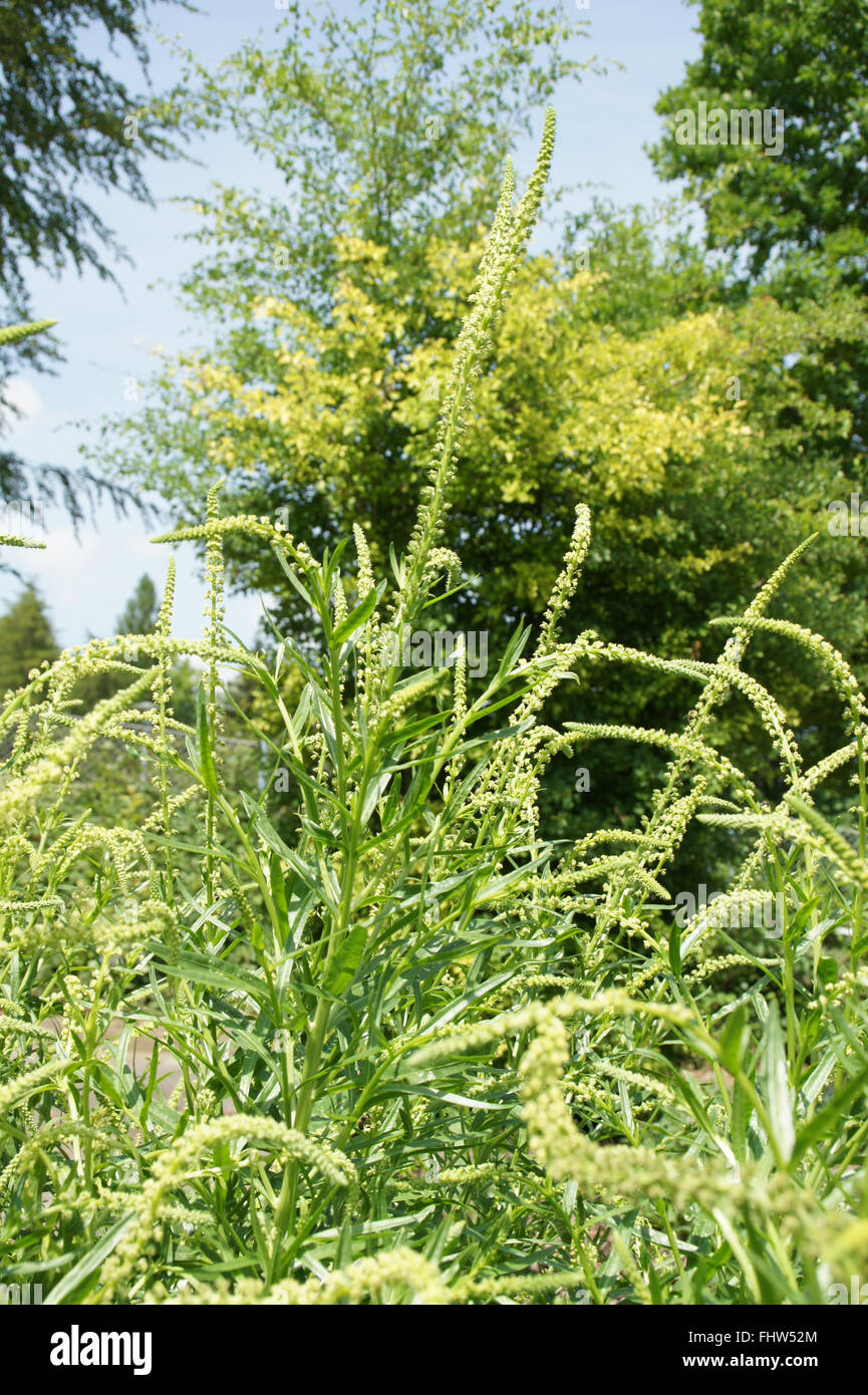 Weed reseda luteola hi-res stock photography and images - Alamy