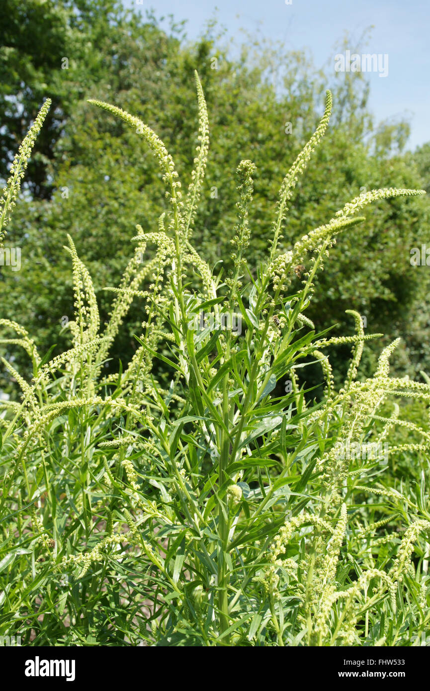 Reseda luteola, Yellow mignonette Stock Photo - Alamy