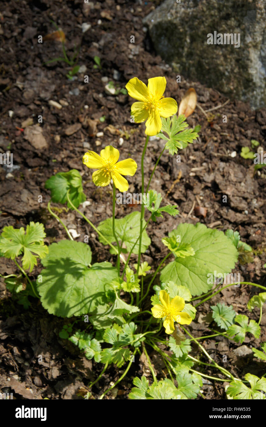 Trollius acaulis, Dwarf globeflower Stock Photo - Alamy