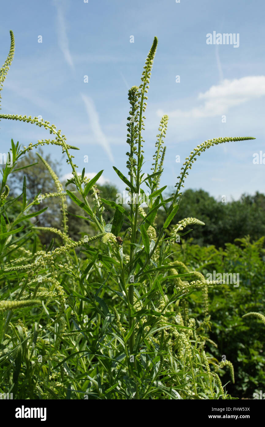 Reseda luteola hi-res stock photography and images - Alamy