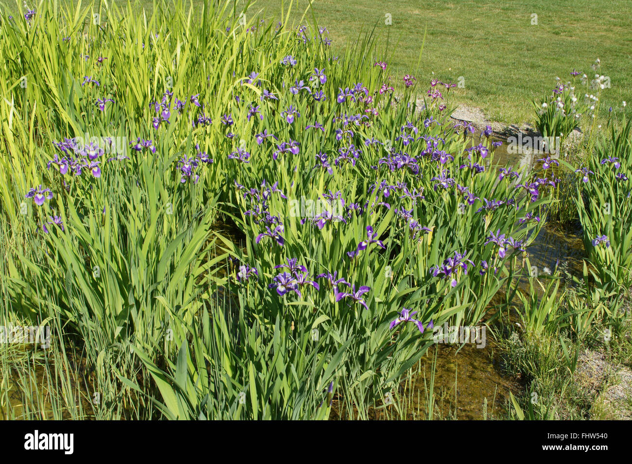 Iris versicolor, American blue flag Stock Photo - Alamy